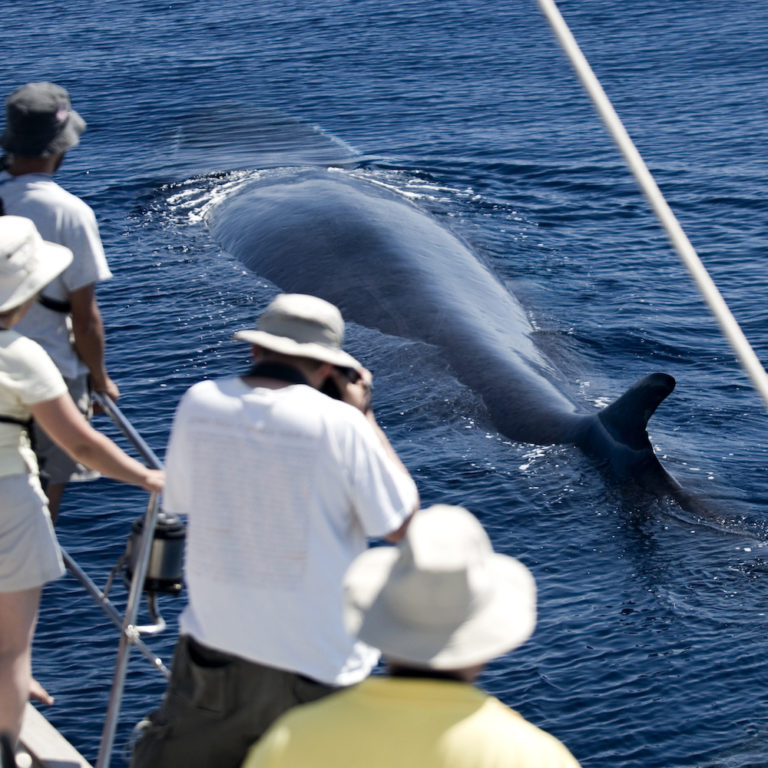 Cape Cod Whale Watching - Seasons, Cruises, What to Bring and More!
